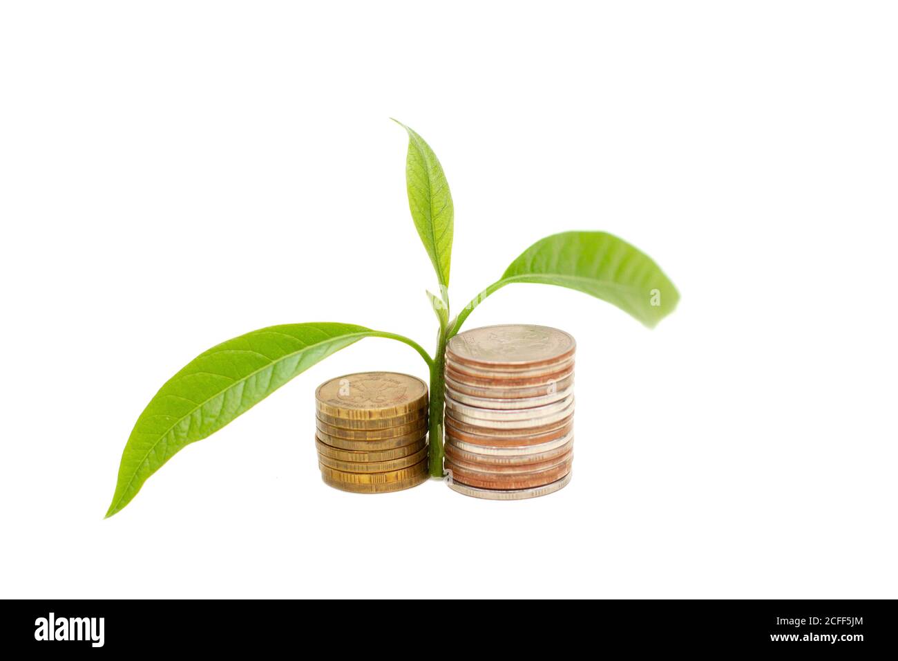Plant growing from coins stacks isolated on white background Stock ...