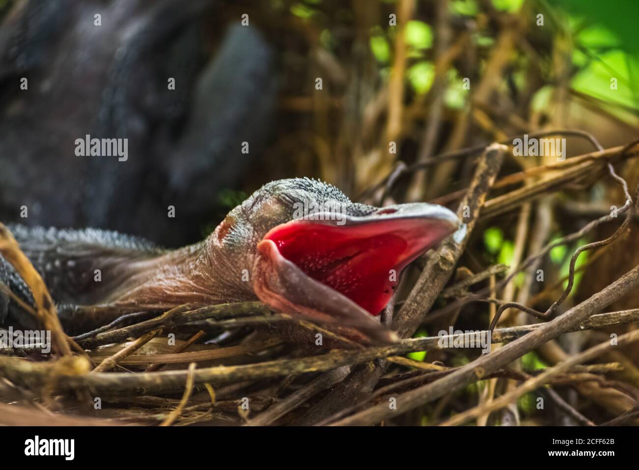 Baby crow is lying in the nest and hatching waiting for their mother ...