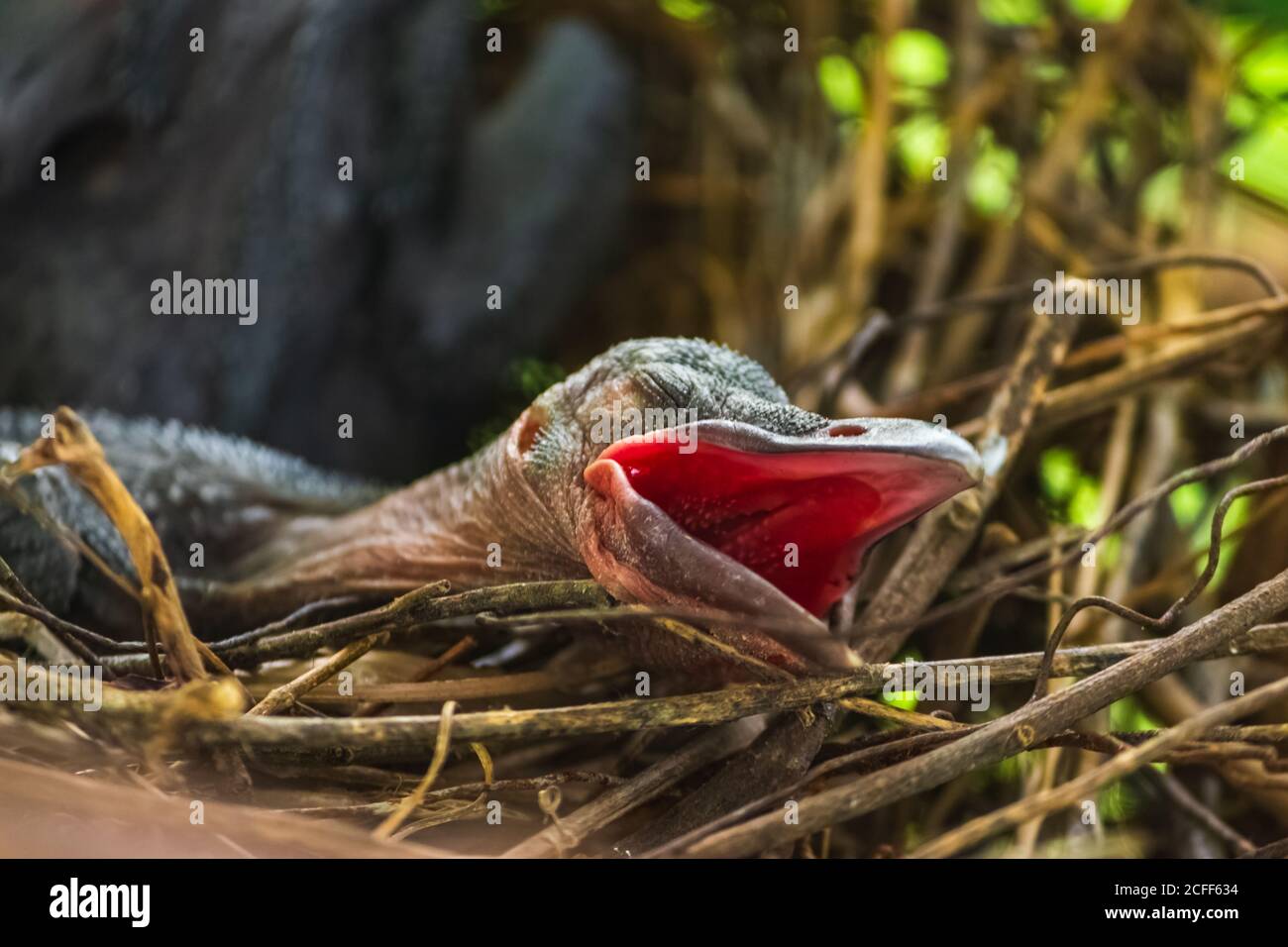 Baby crow is lying in the nest and hatching waiting for their mother ...