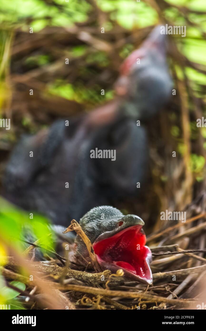 Baby crow is lying in the nest and hatching waiting for their mother ...