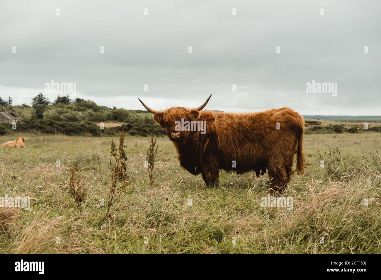 Side View Of Highland Cow High Resolution Stock Photography and Images ...