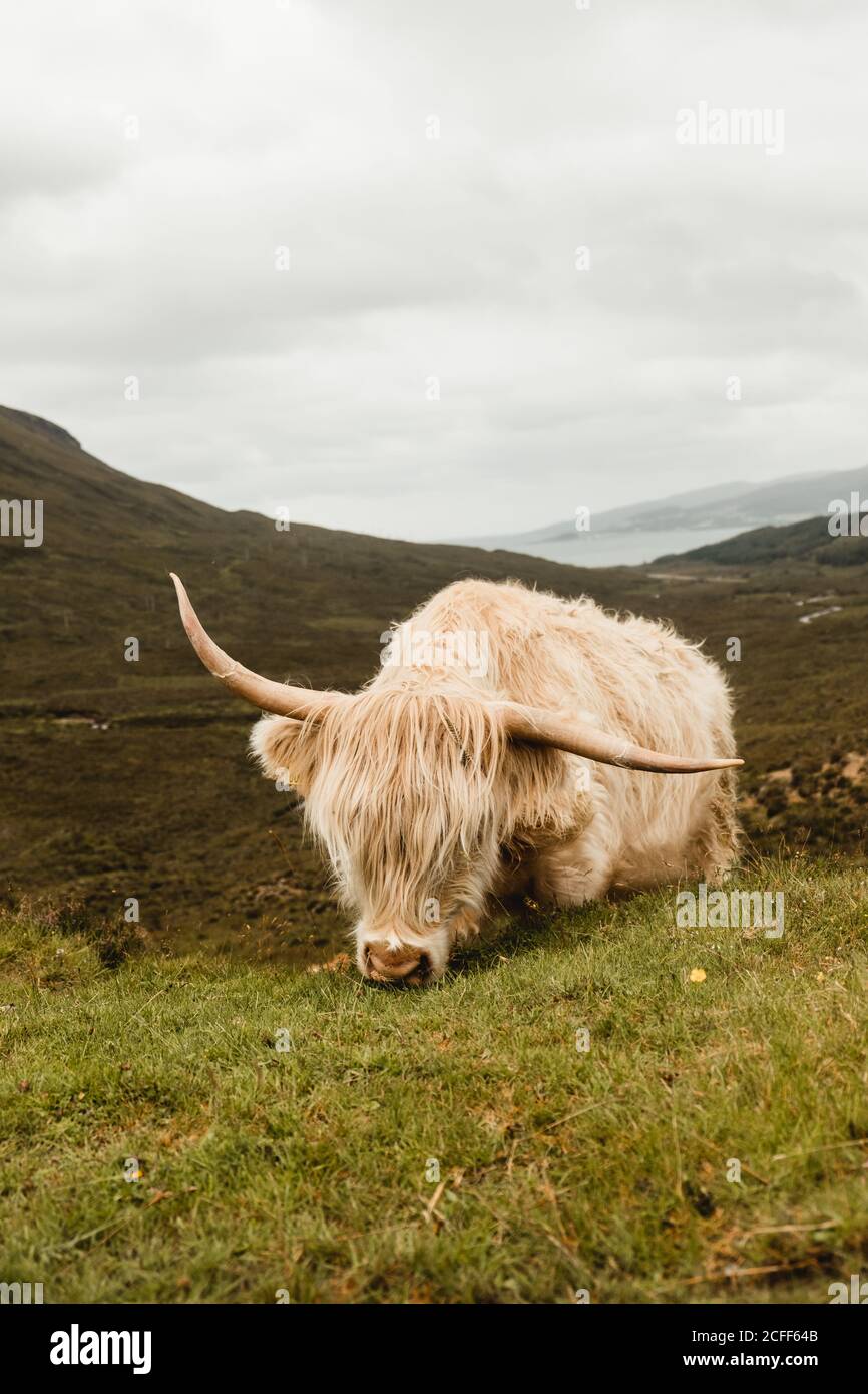 Green cow hi-res stock photography and images - Alamy