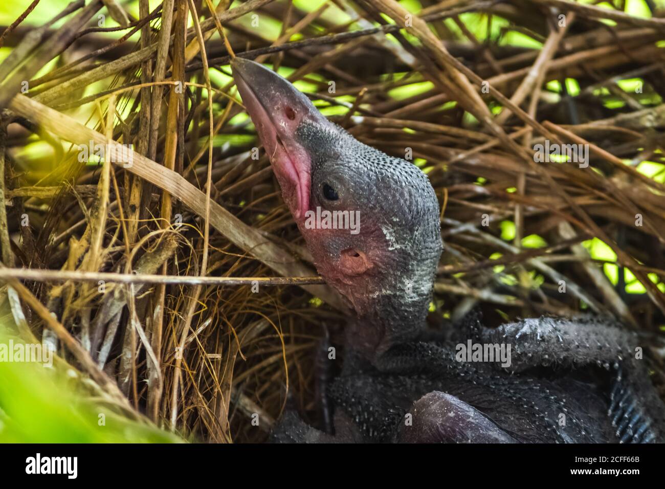 Baby crow is lying in the nest and hatching waiting for their mother ...