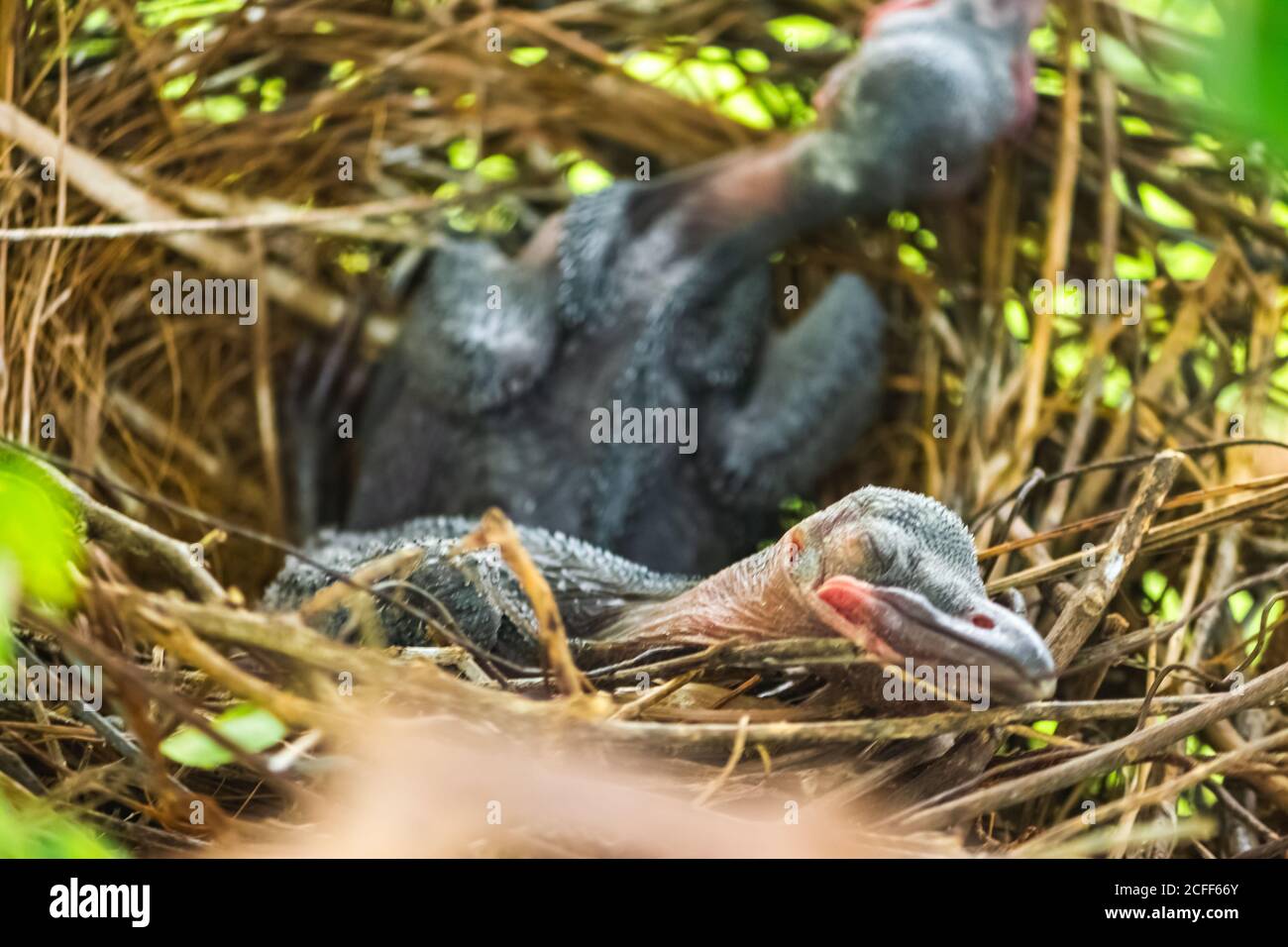 Baby crow is lying in the nest and hatching waiting for their mother ...