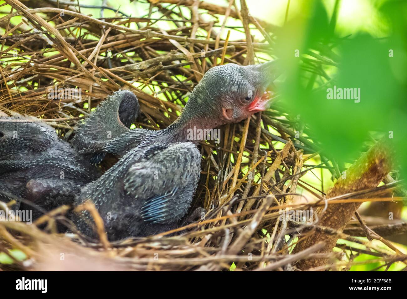 Baby crow is lying in the nest and hatching waiting for their mother ...