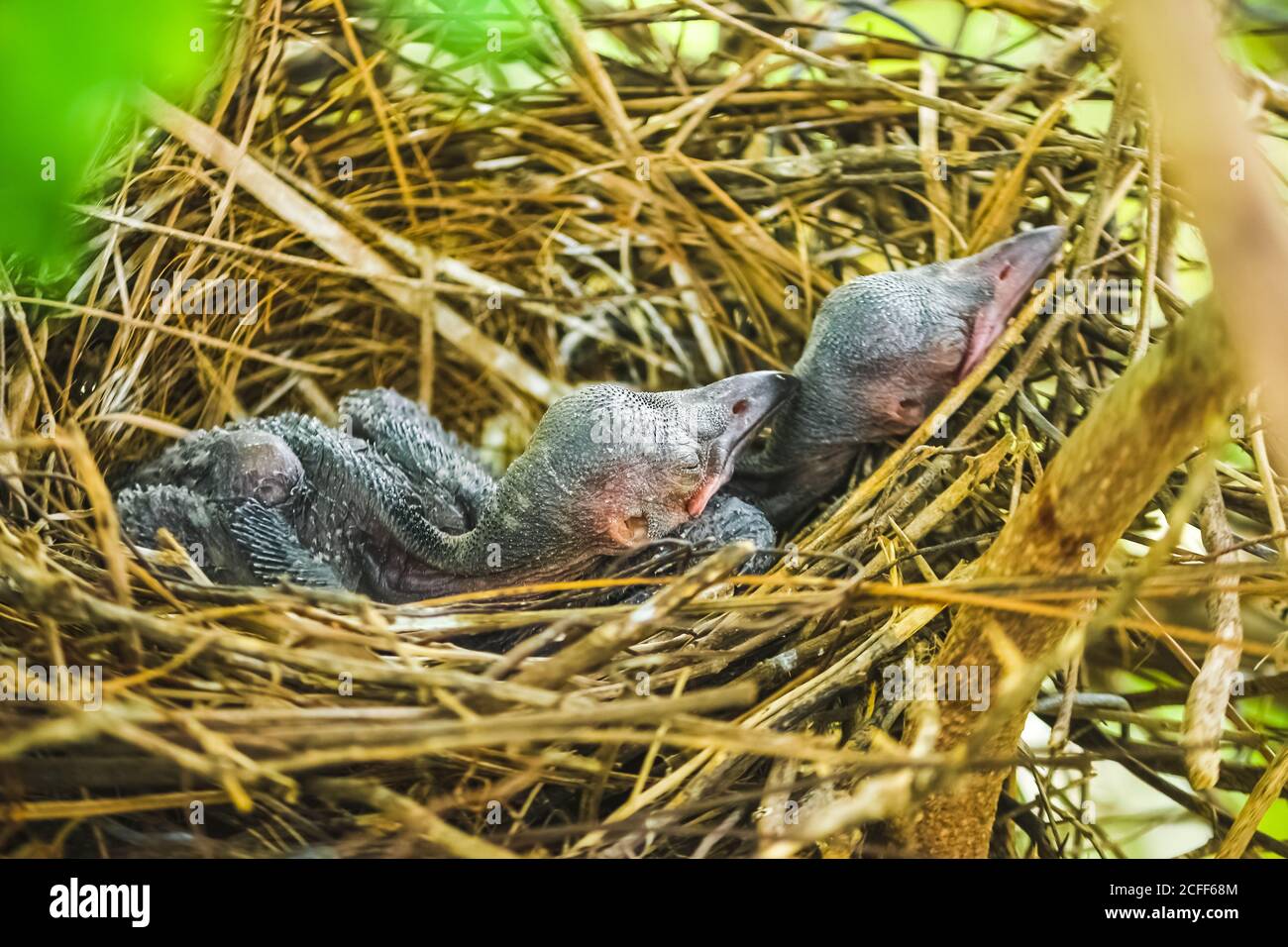 Baby crow is lying in the nest and hatching waiting for their mother ...