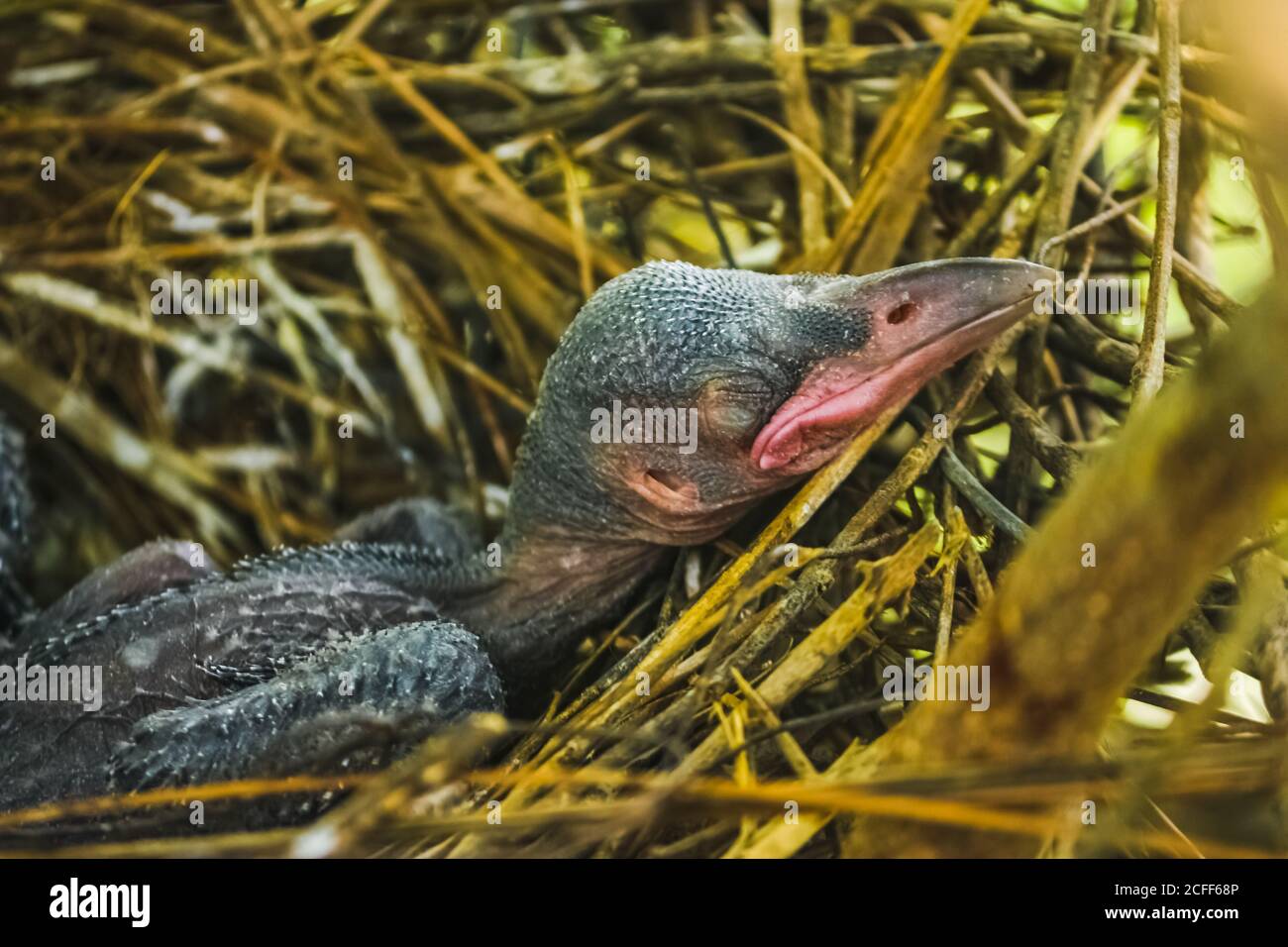 Baby crow is lying in the nest and hatching waiting for their mother ...