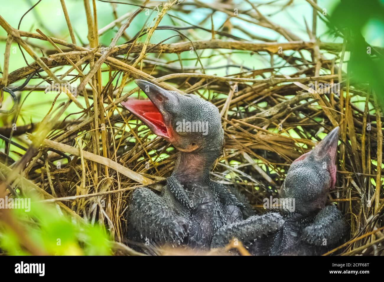 Crows lying eggs hi-res stock photography and images - Alamy