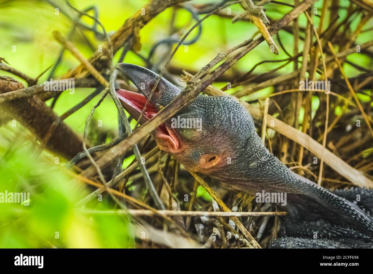 Baby crow is lying in the nest and hatching waiting for their mother ...