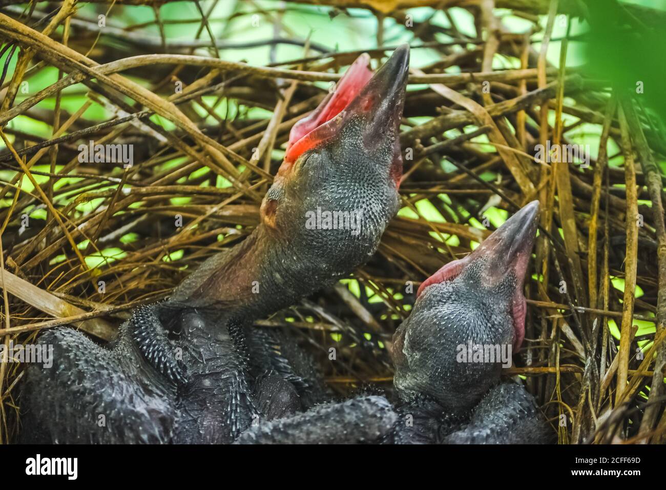 Baby crow is lying in the nest and hatching waiting for their mother ...