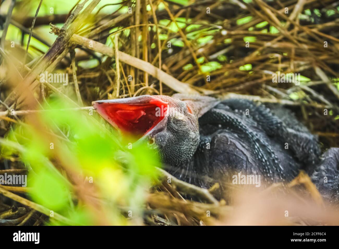 Baby crow is lying in the nest and hatching waiting for their mother ...
