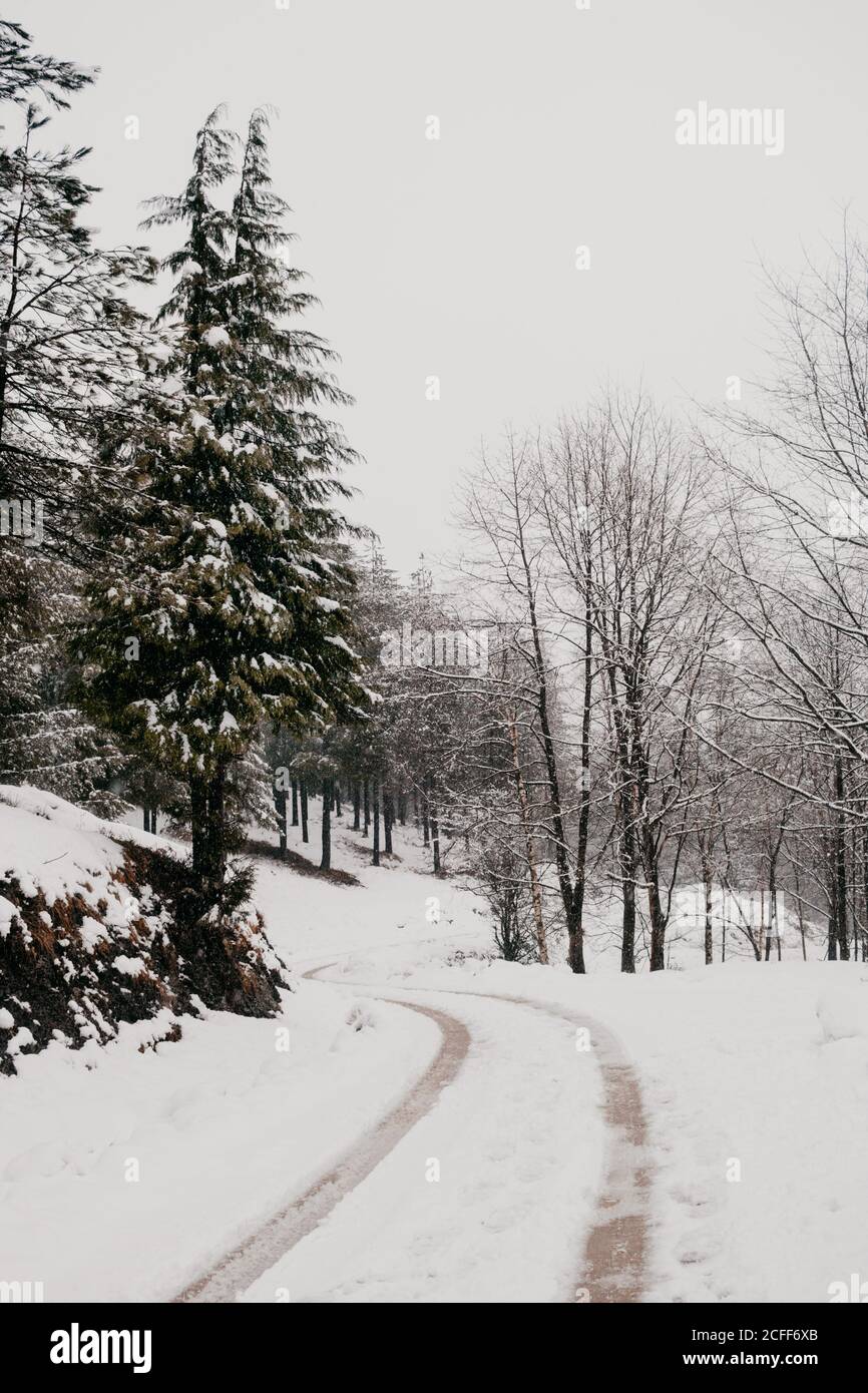 Leaning Trees Road High Resolution Stock Photography and Images - Alamy