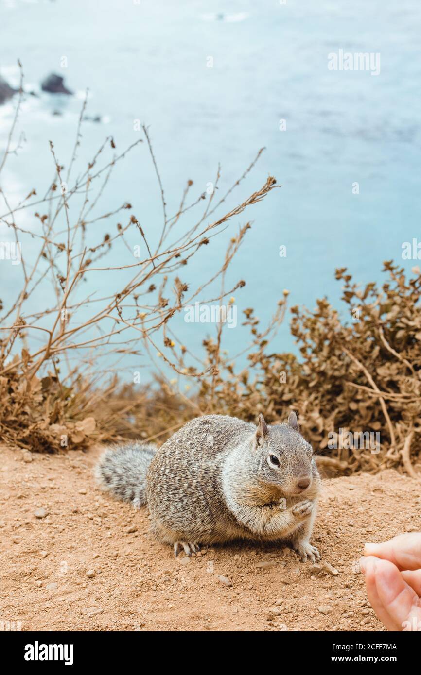 Fluffy adorable gopher eating form hands on crop person on dry seashore ...