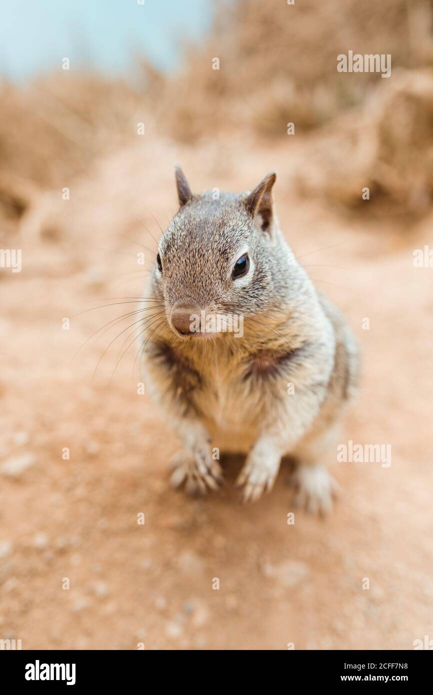 Fluffy adorable gopher on dry seashore in Big Sur , California Stock ...