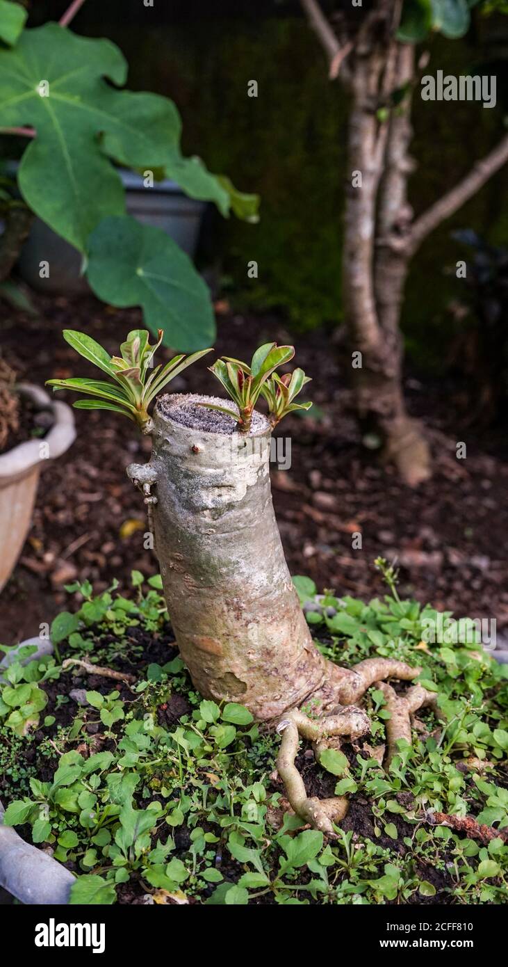 Beautiful ornamental plants home hi-res stock photography and images ...