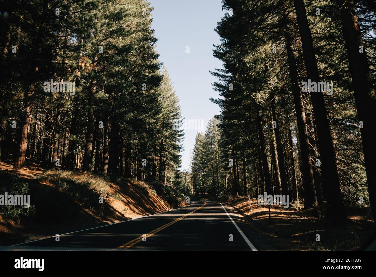 Ever green hi-res stock photography and images - Alamy