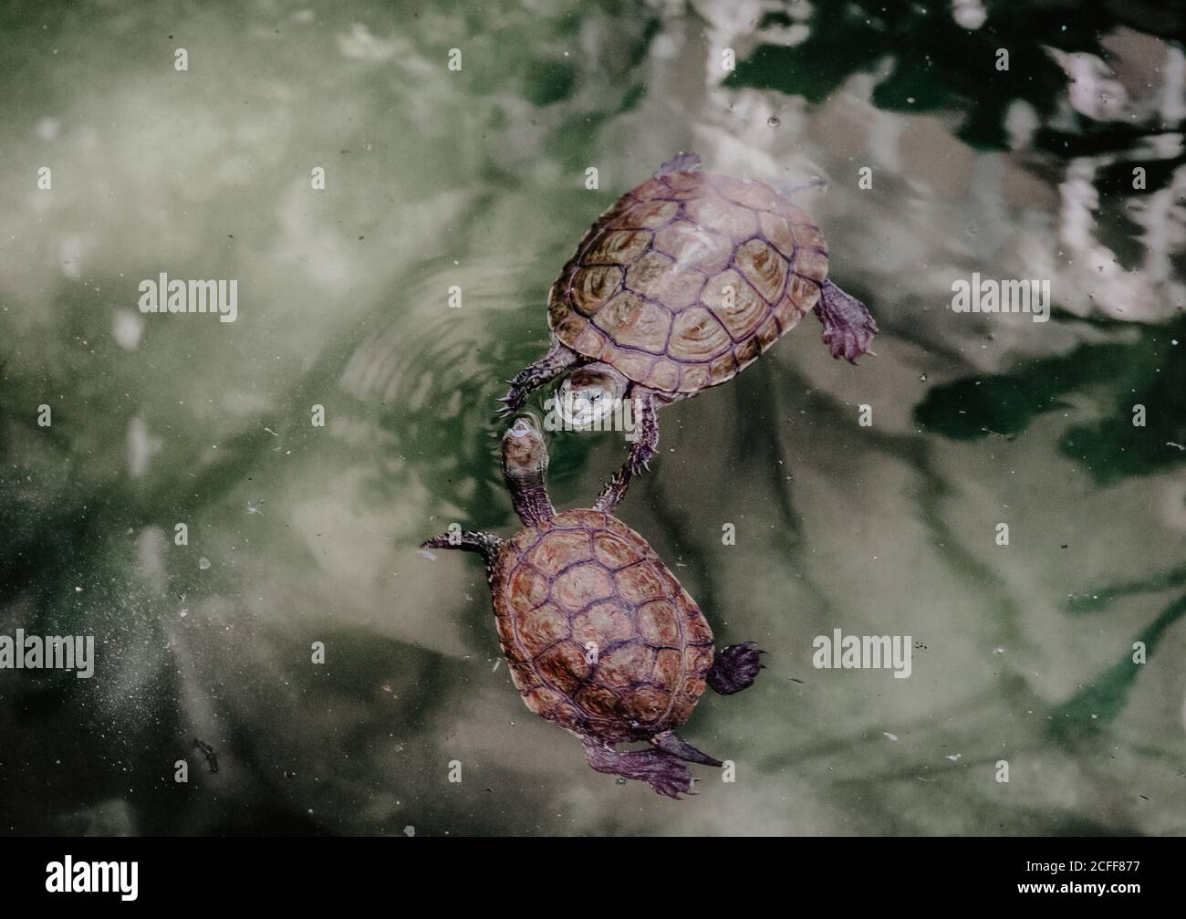From above turtles swimming in clean water of calm lake in nature Stock ...