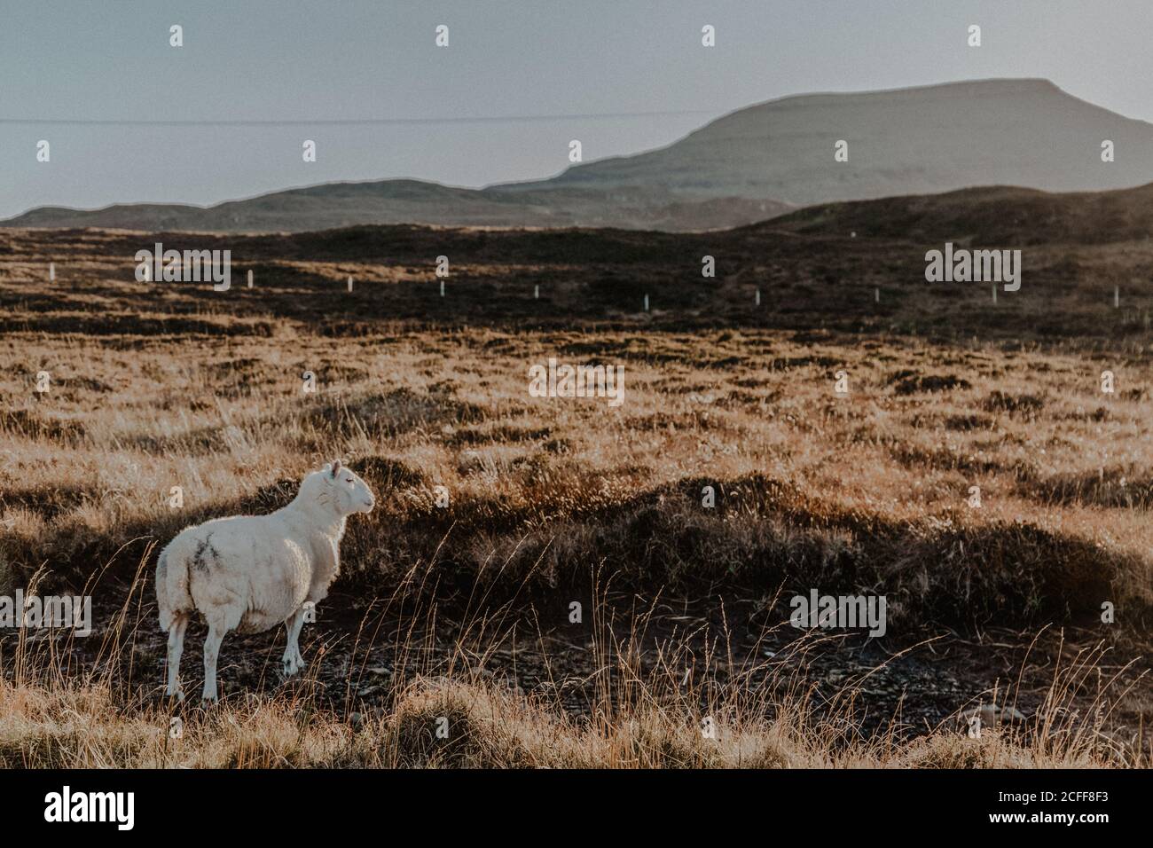 Back view of calm white sheep standing in countryside against mountain ...