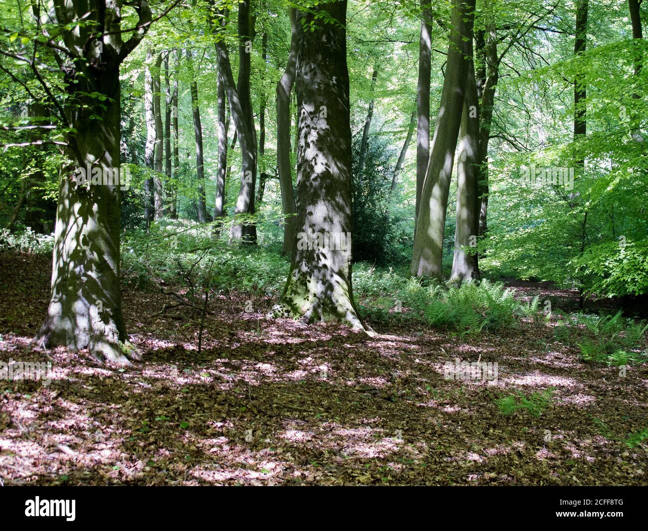 Beech woodland in the Springtime, Chilterns, England, UK Stock Photo ...