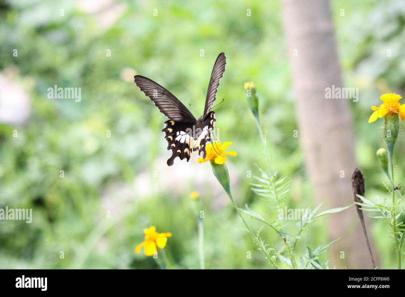 pic of a butterfly that represents strength and determination Stock ...