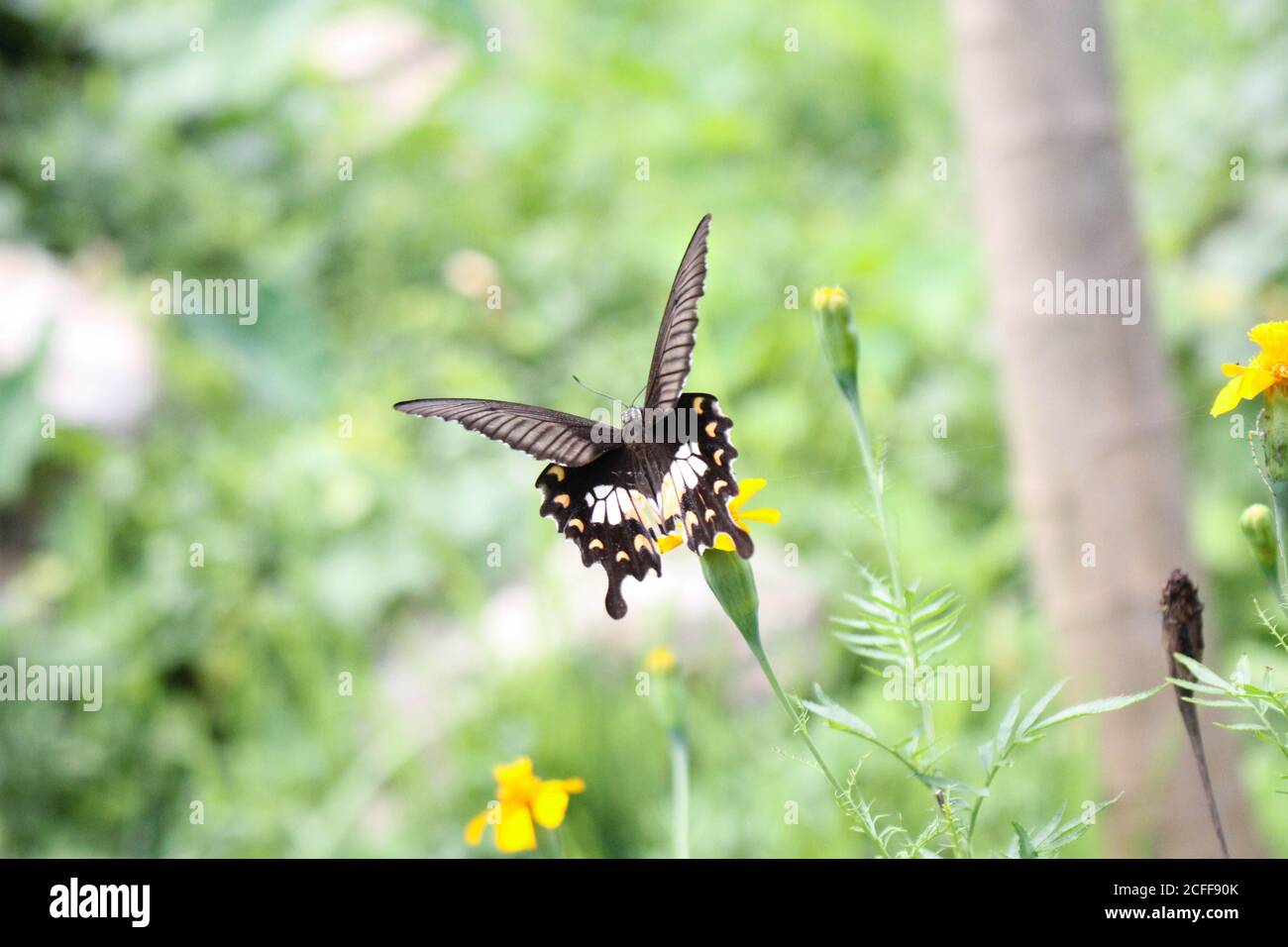 pic of a butterfly that represents strength and determination Stock ...