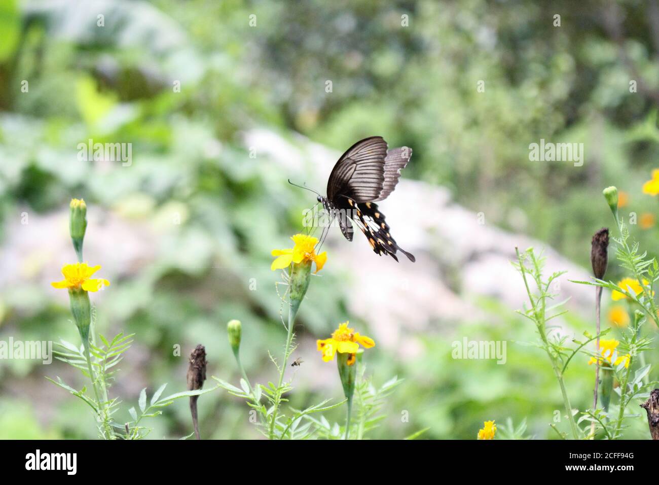 pic of a butterfly that represents strength and determination Stock ...