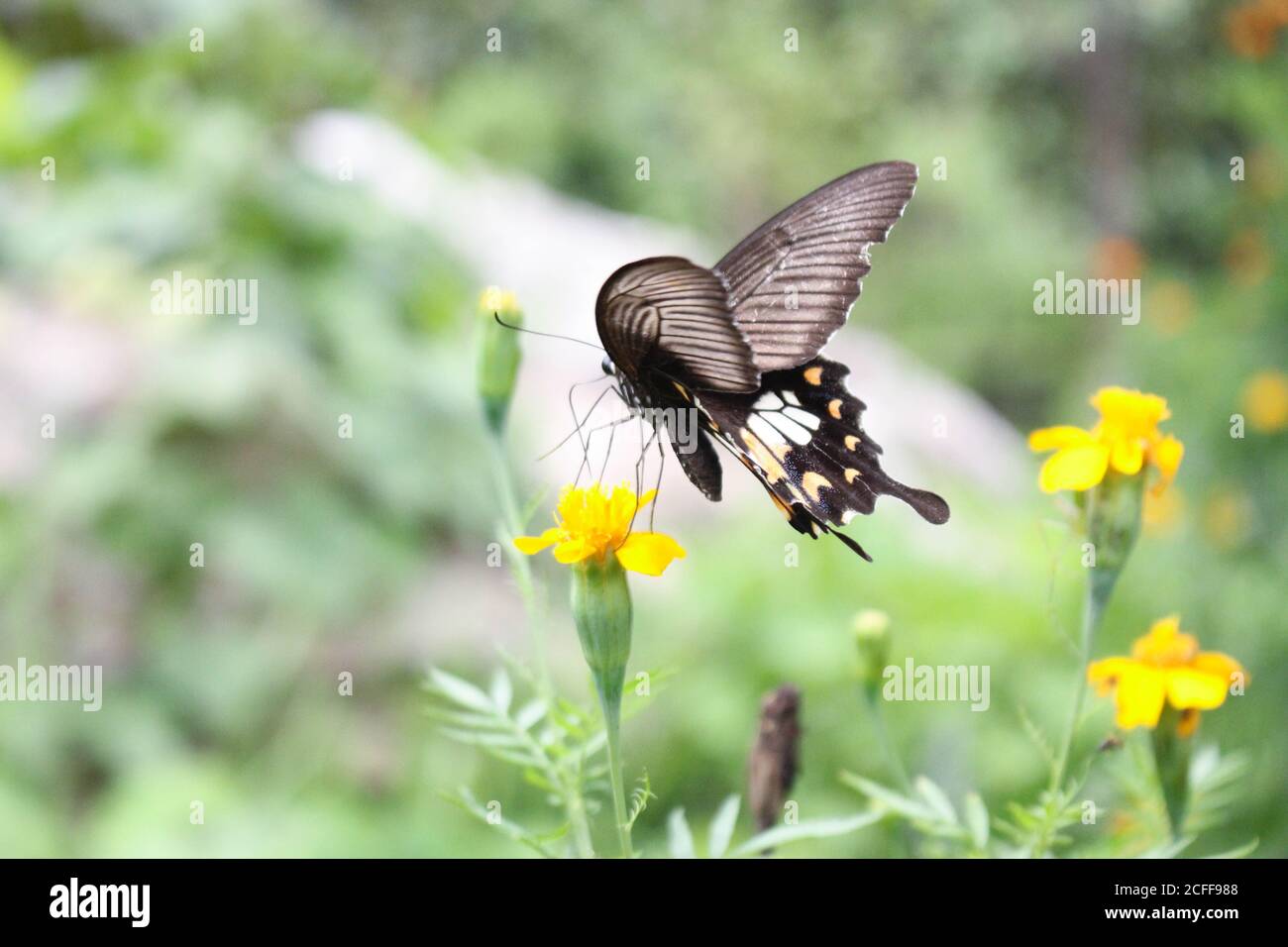 pic of a butterfly that represents strength and determination Stock ...