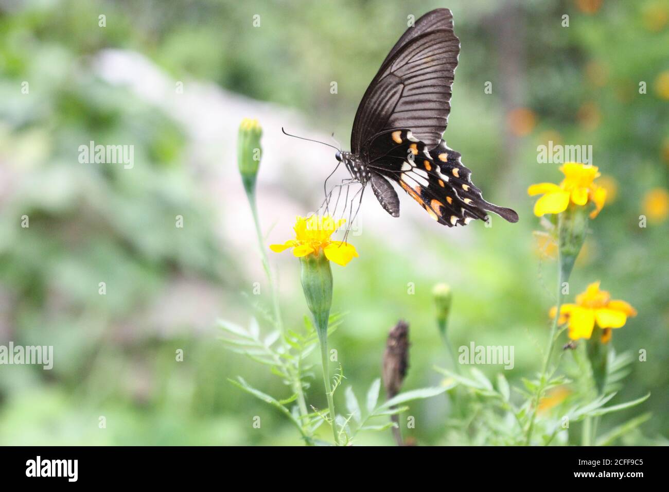 pic of a butterfly that represents strength and determination Stock ...