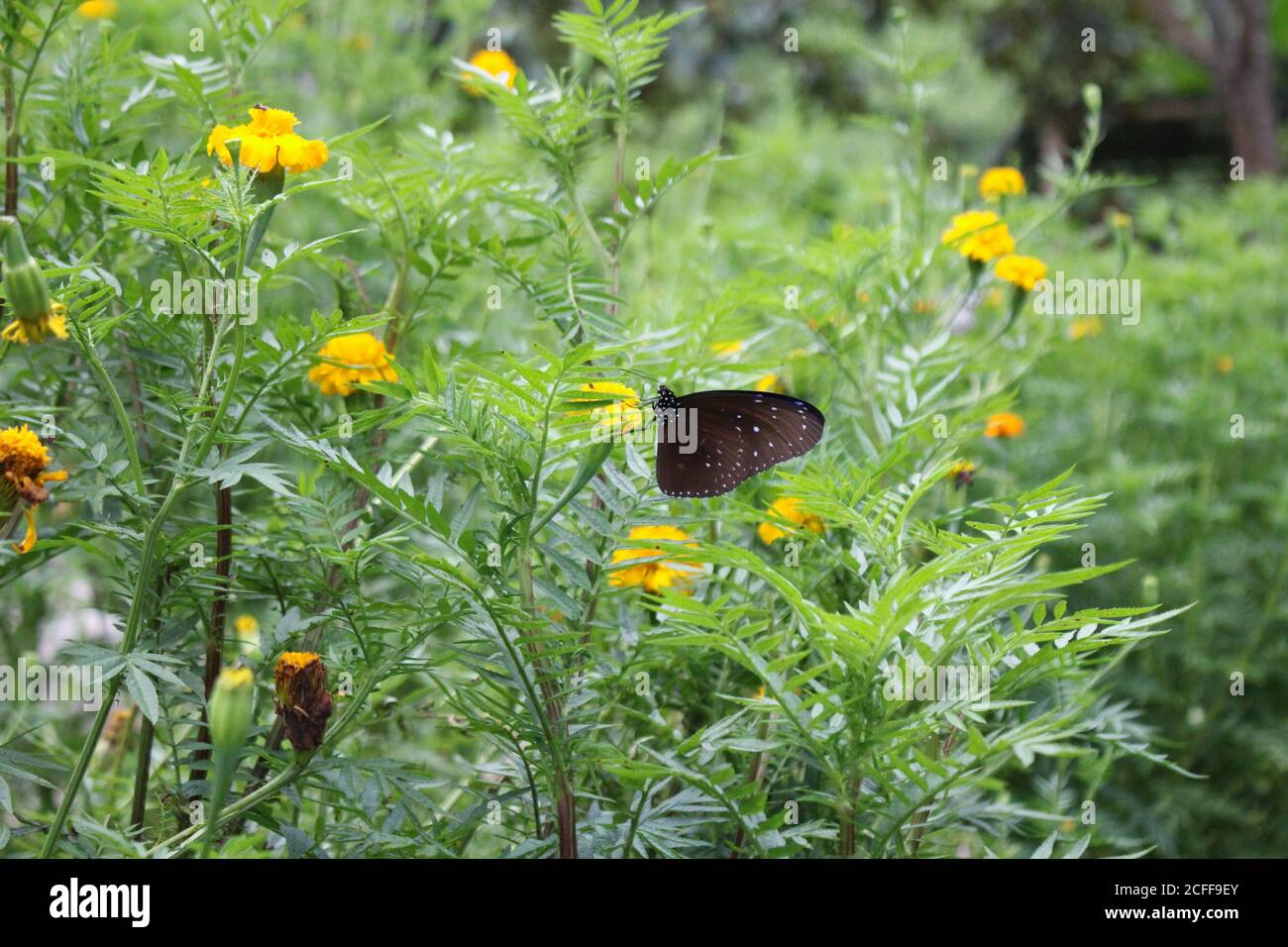 pic of a butterfly that represents strength and determination Stock ...