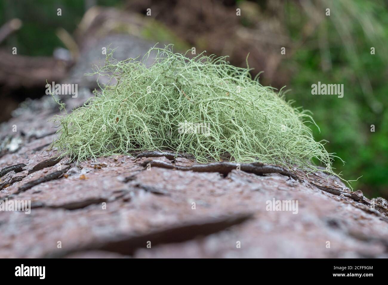 Usnea are commonly called old man's beard, or beard lichen. macro photo ...