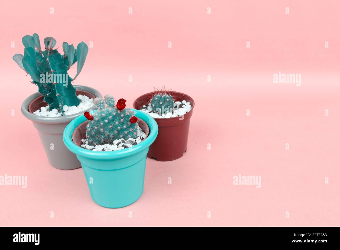 Cactus on pink background. Creative design. Minimal art gallery. Fresh ...