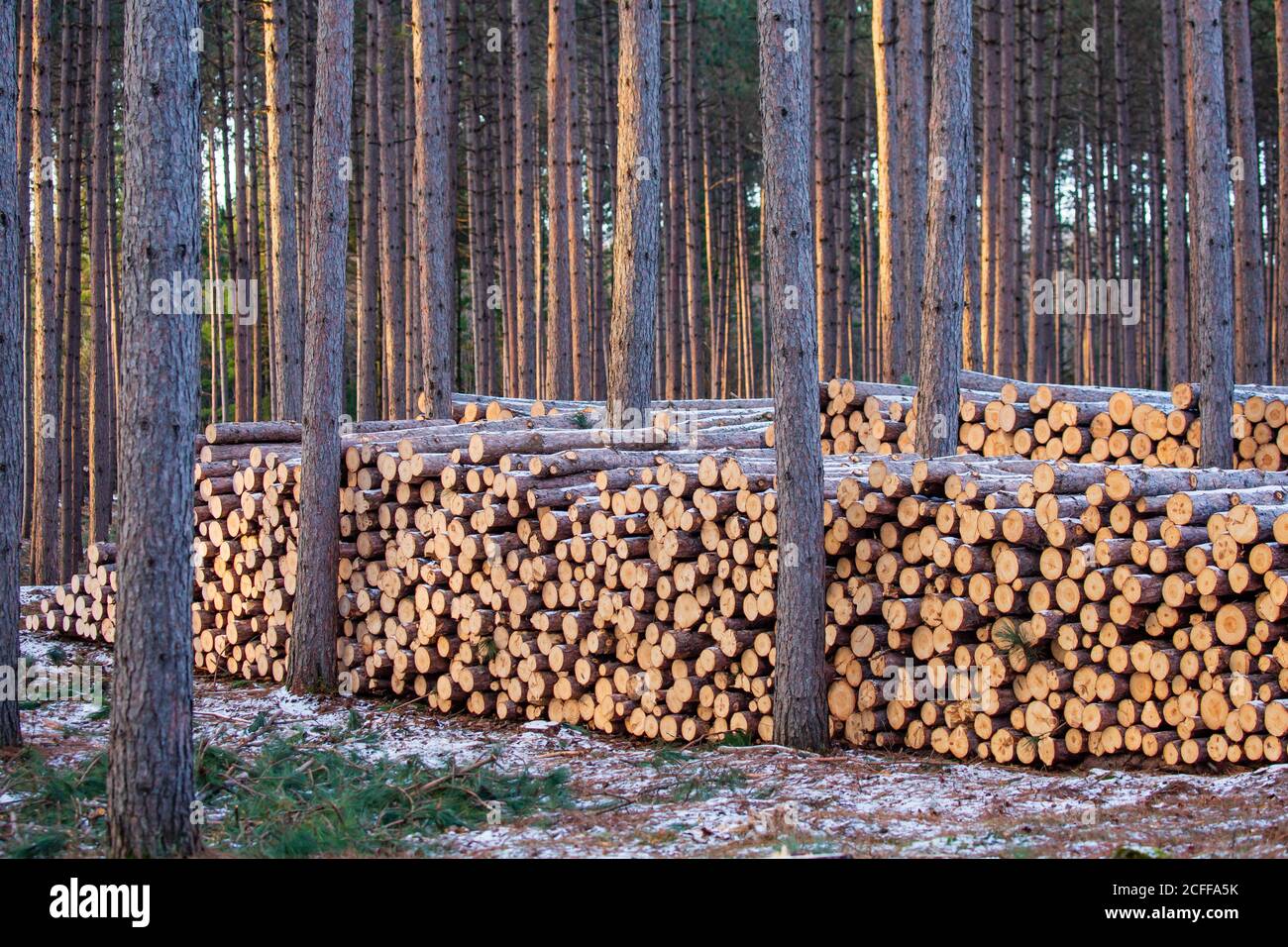 Wisconsin logging hi-res stock photography and images - Alamy