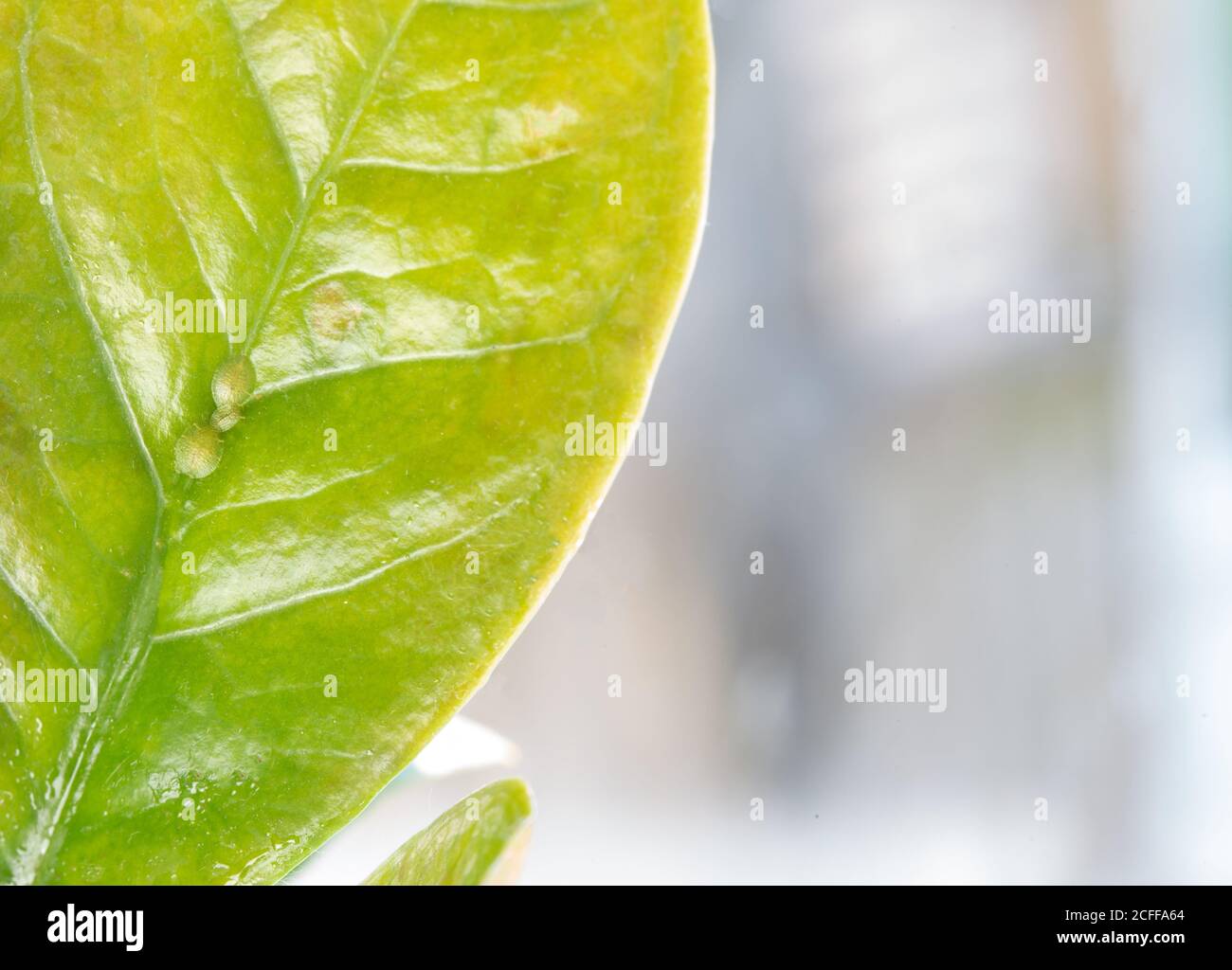 Macrophotography of Diaspididae insects on leaf vessel. Armored scale ...