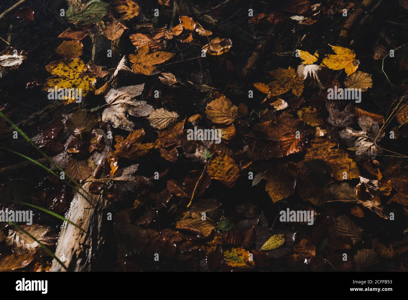 Yellow and light brown maple leaves with spots and veins on surface ...