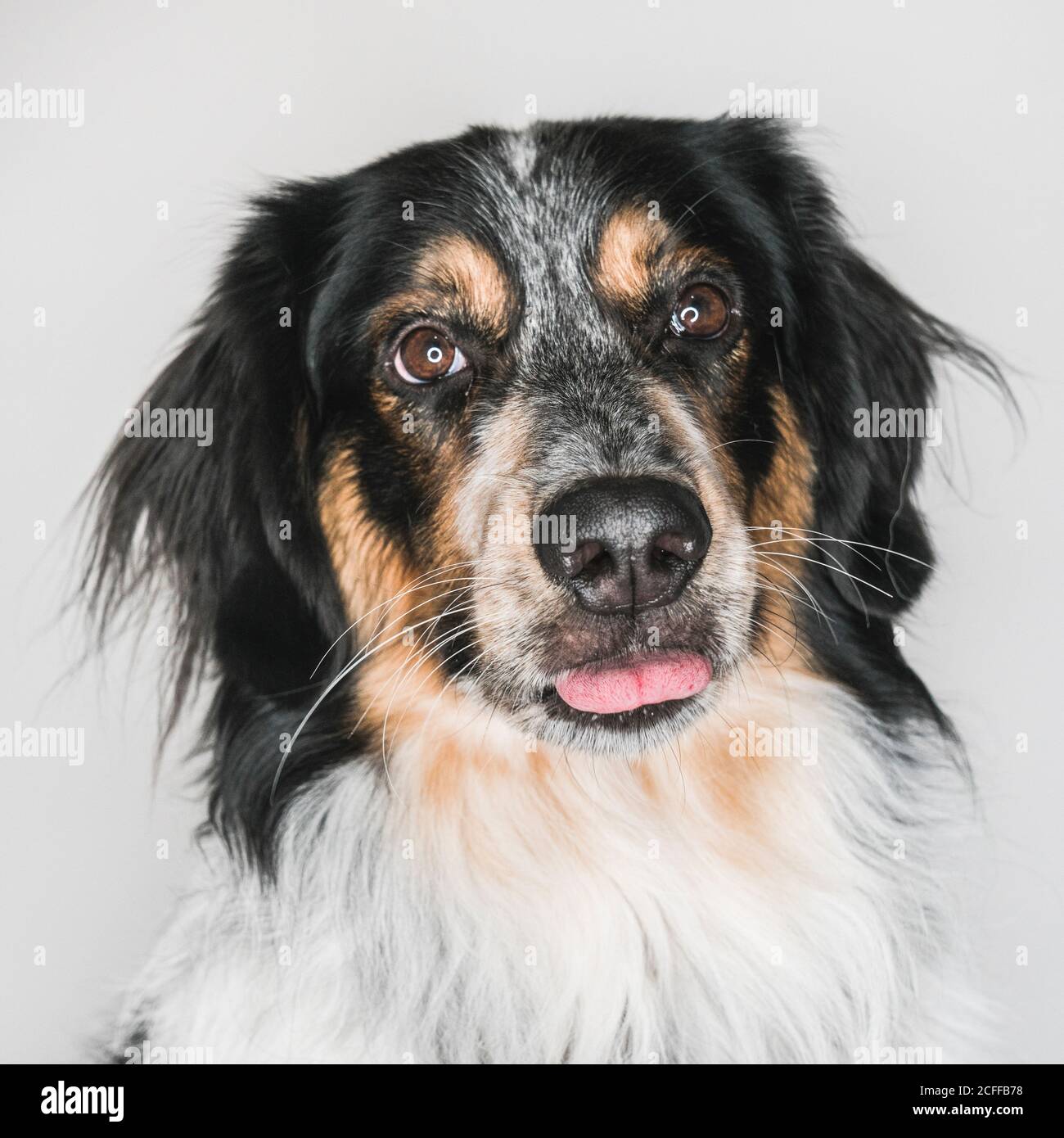 Bordernese hi-res stock photography and images - Alamy