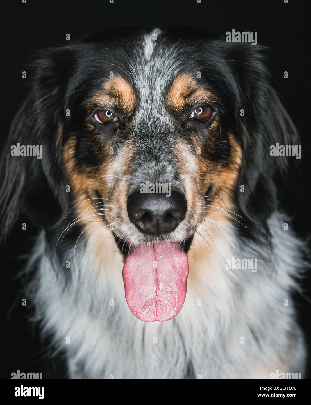 Bordernese hi-res stock photography and images - Alamy