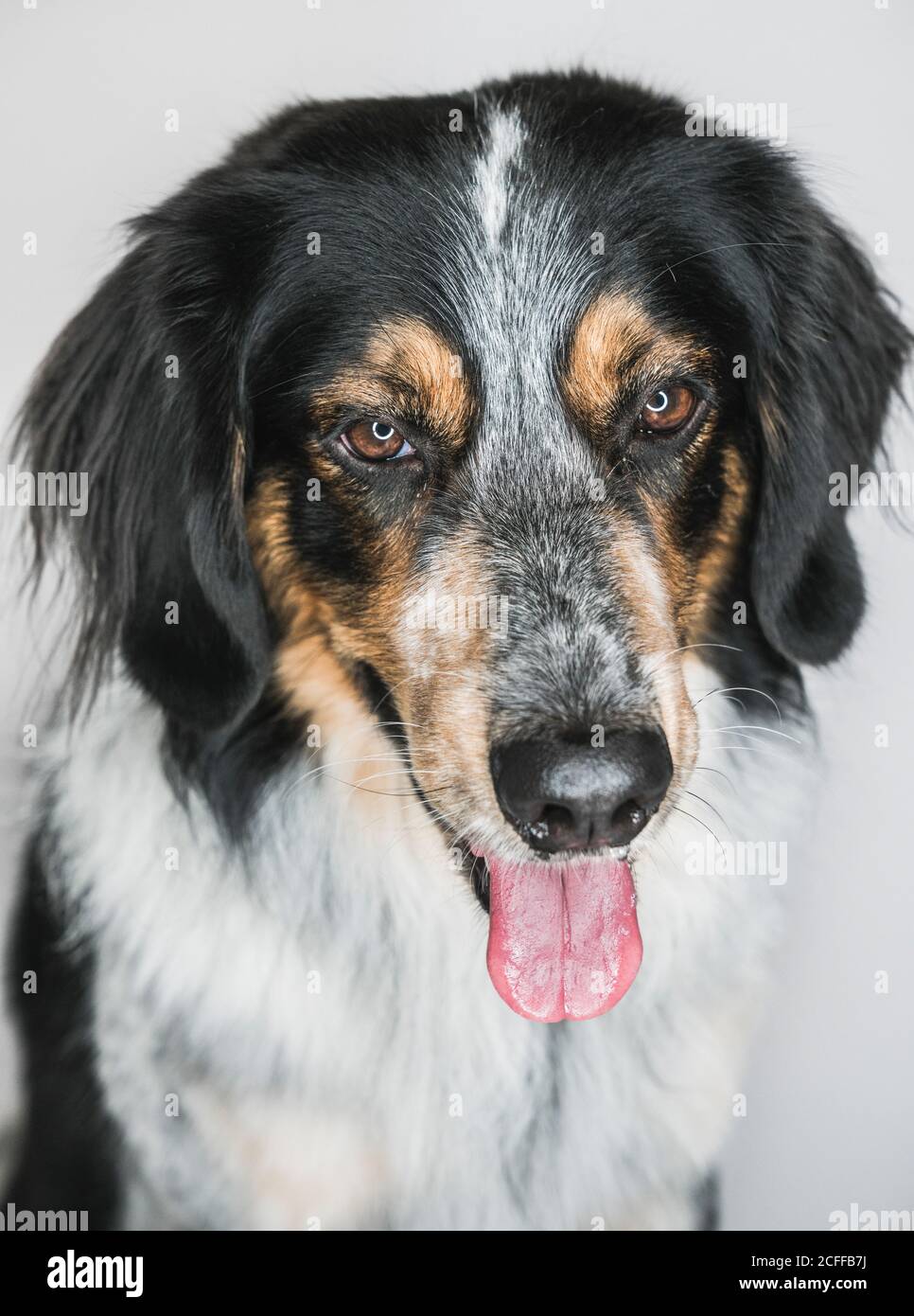 Bordernese hi-res stock photography and images - Alamy