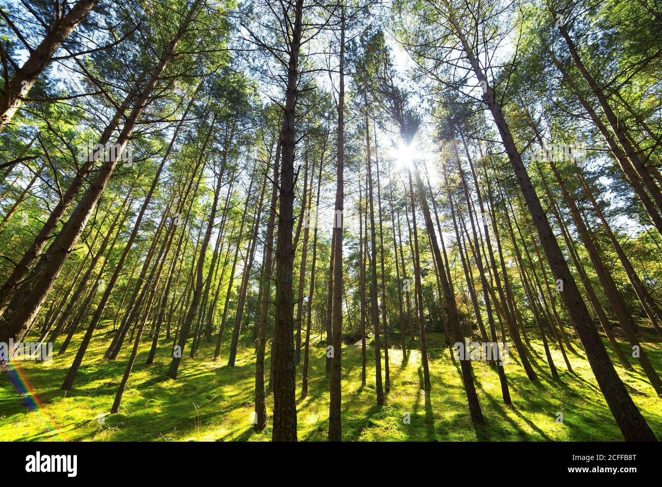Pine forest tree wide angle view background Stock Photo - Alamy