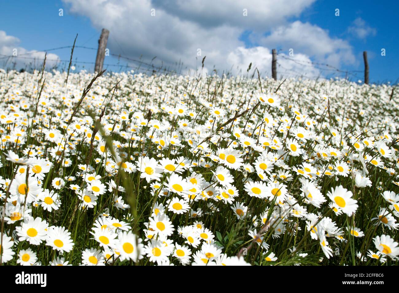 Rural scene with white flowers field Stock Photo - Alamy