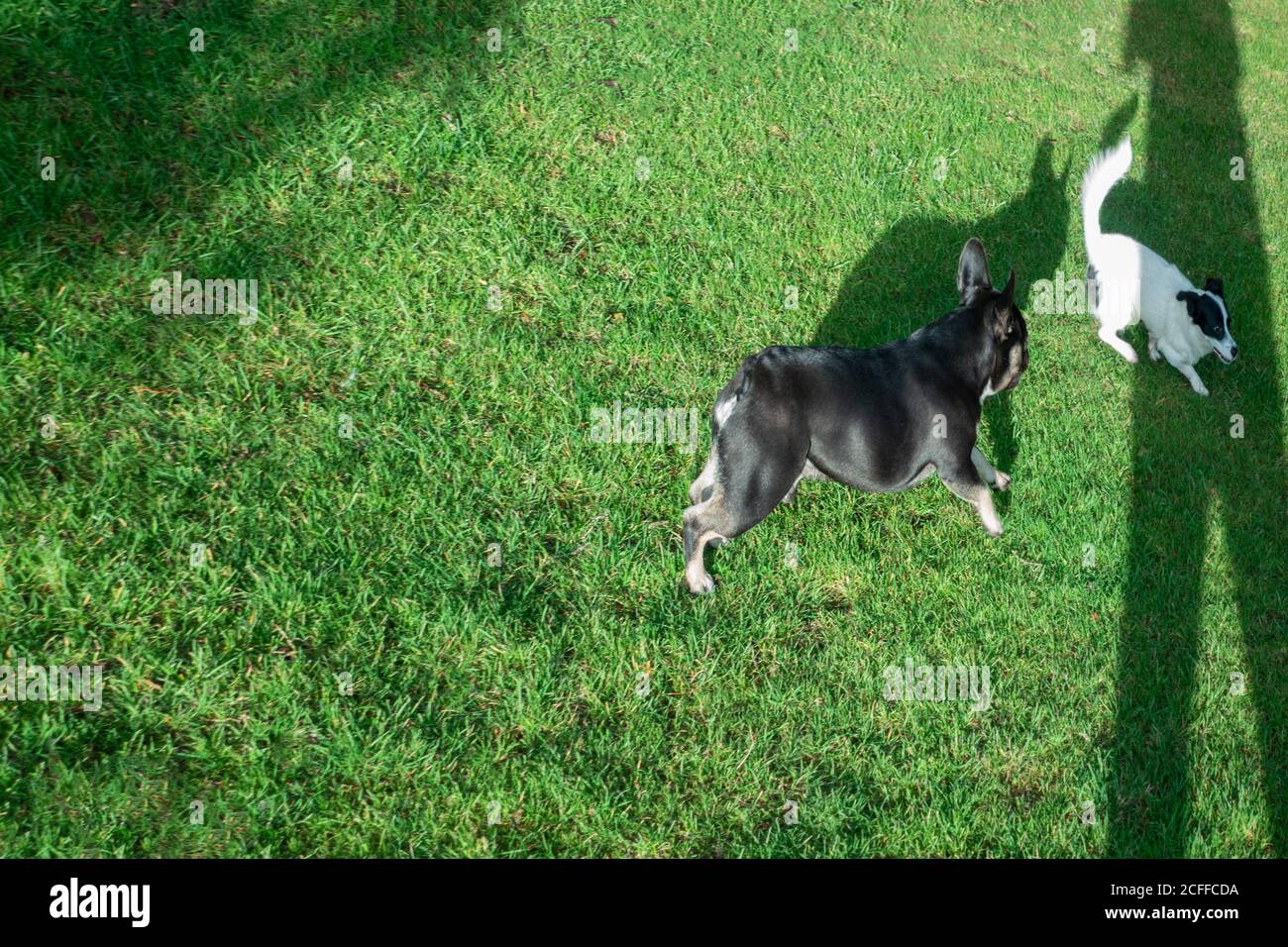 French Bulldog playing with a Jack a poo cross with Papillon Stock ...