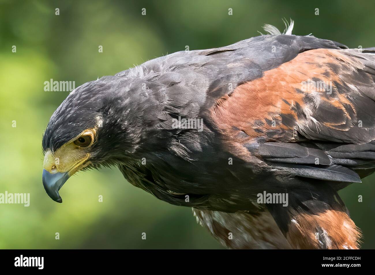 Bird of prey Harris Hawk sometimes called bay-winged hawk or dusky hawk ...