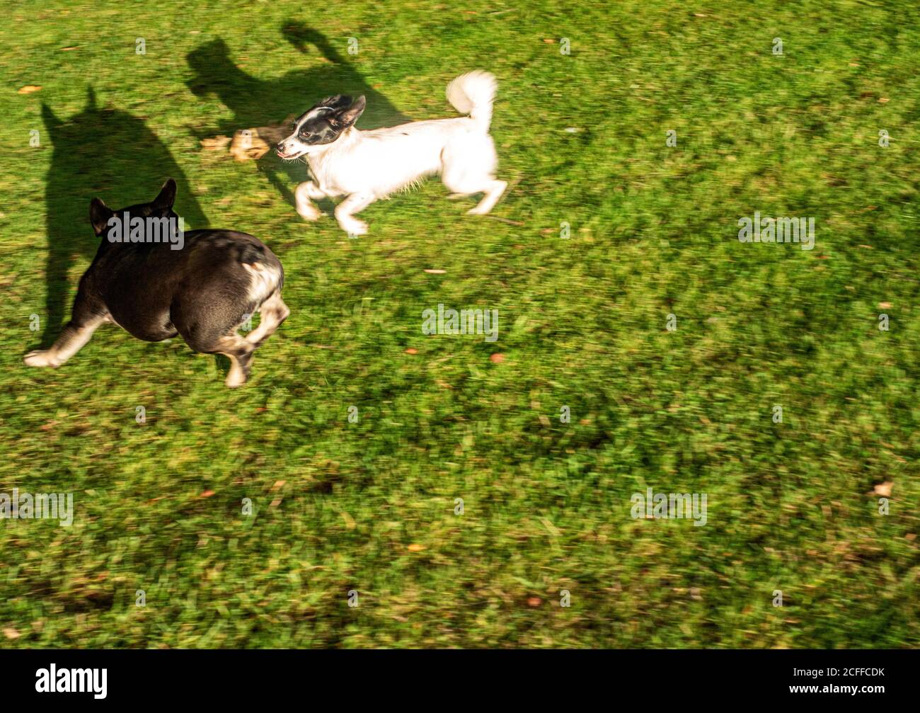 French Bulldog playing with a Jack a poo cross with Papillon Stock ...