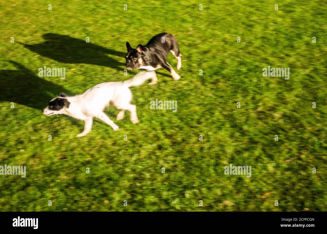 French Bulldog playing with a Jack a poo cross with Papillon Stock ...