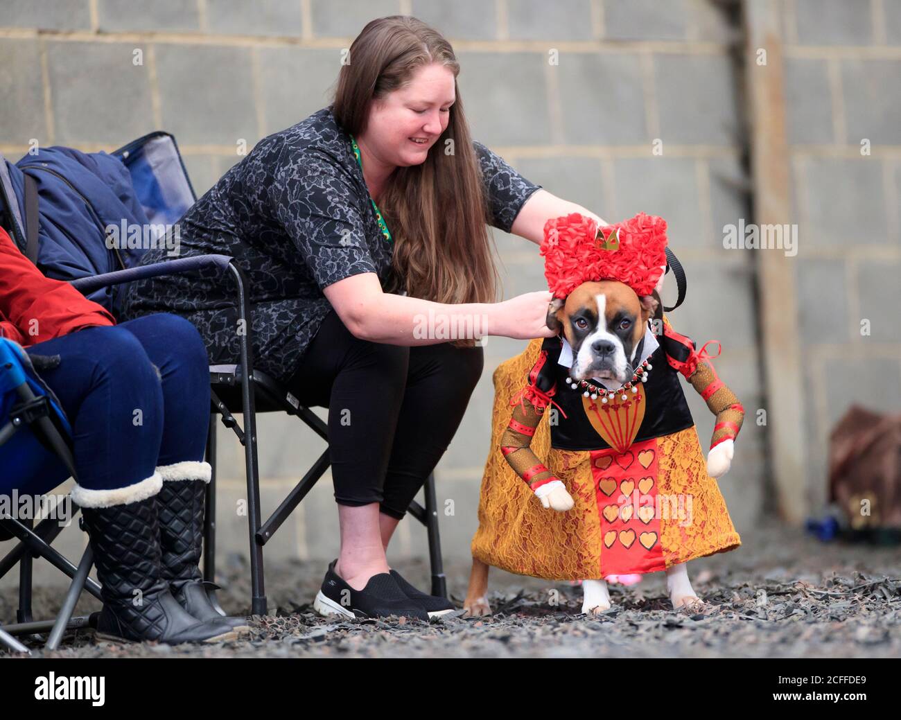 Louise Behrendt with Ruby the Boxer dog dressed as the Queen of Hearts ...