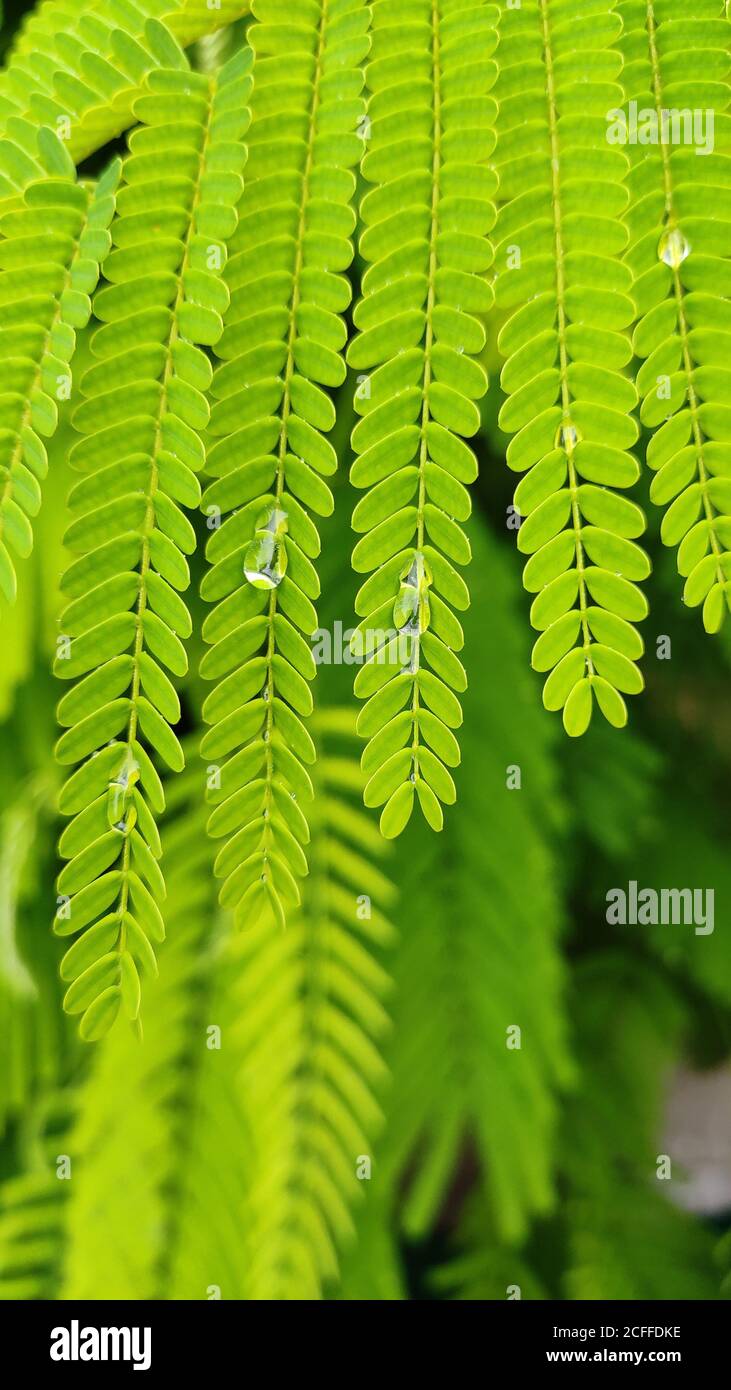 Gulmohar Tree High Resolution Stock Photography and Images - Alamy