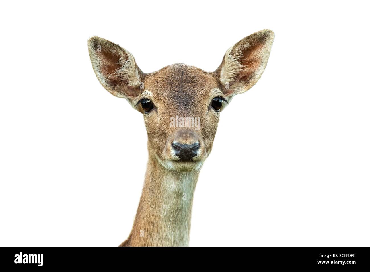 Fallow deer head looking to the camera isolated on white background ...