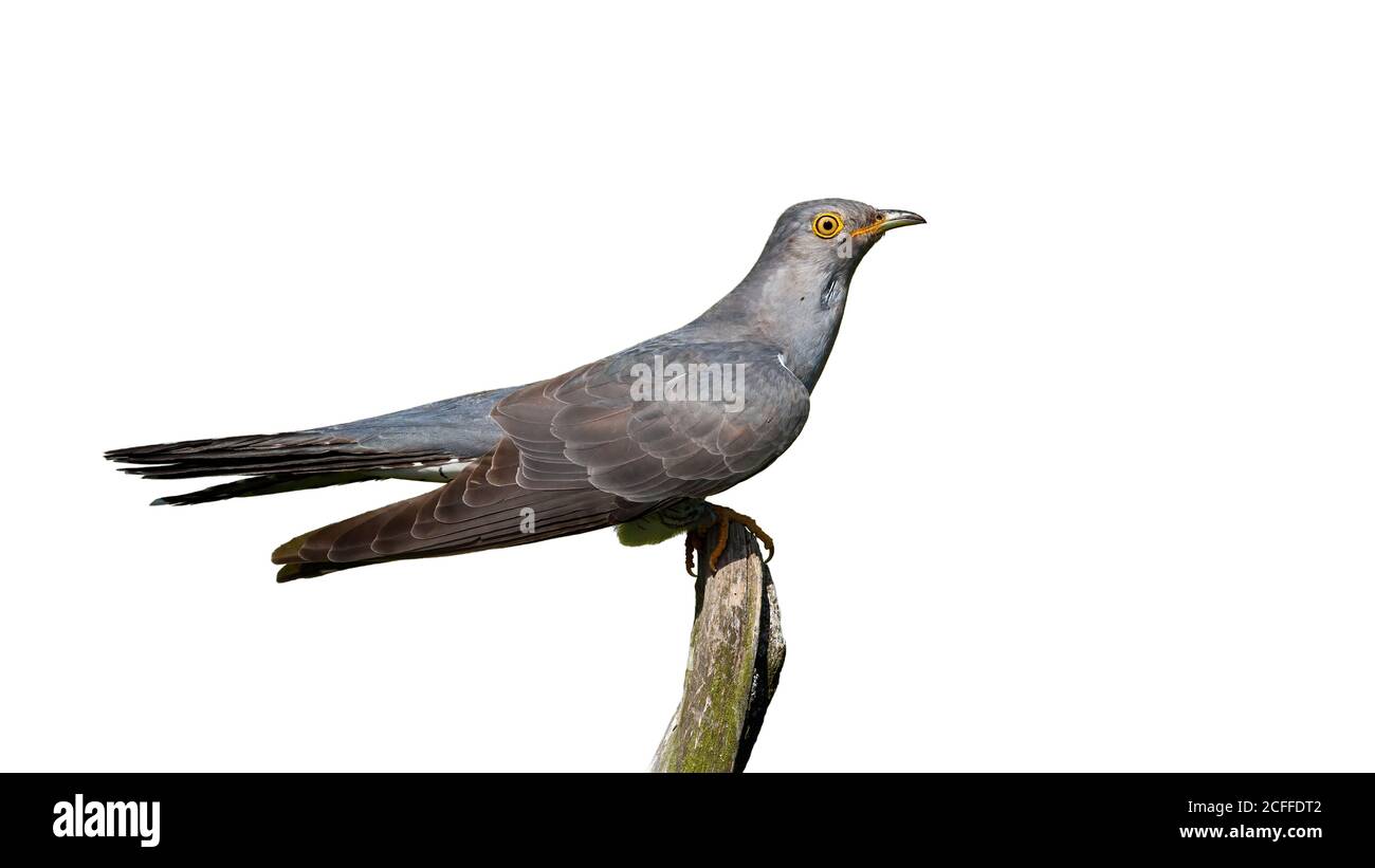 Common cuckoo sitting on branch with transparent background Stock Photo ...