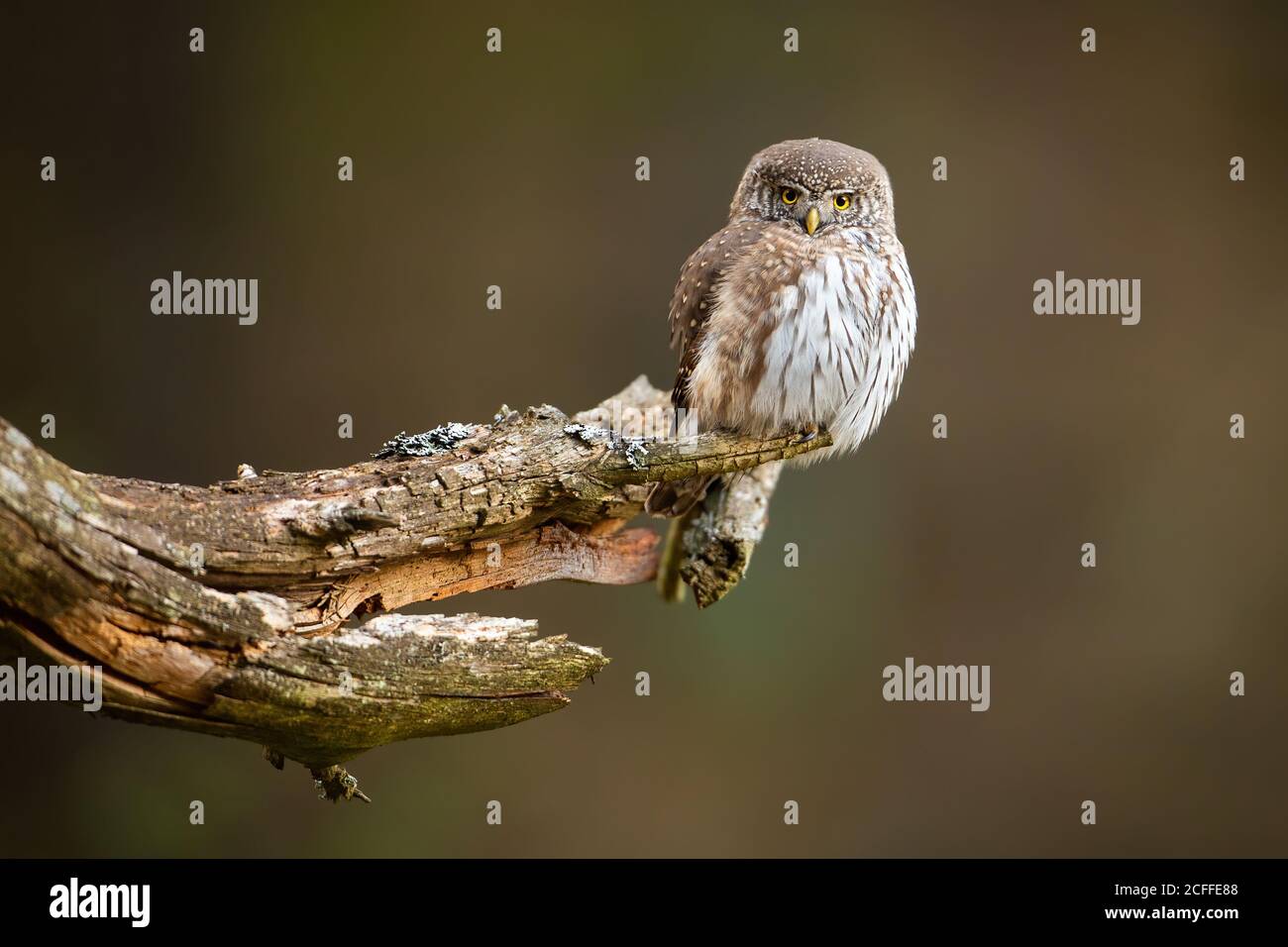 Concentrated little eurasian pygmy owl hunting from the lichen-covered ...