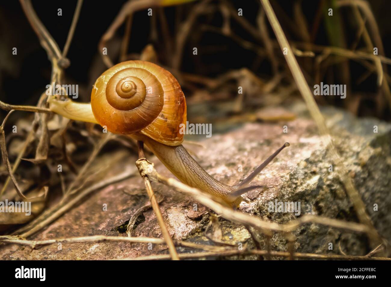 Striped Shell High Resolution Stock Photography and Images - Alamy