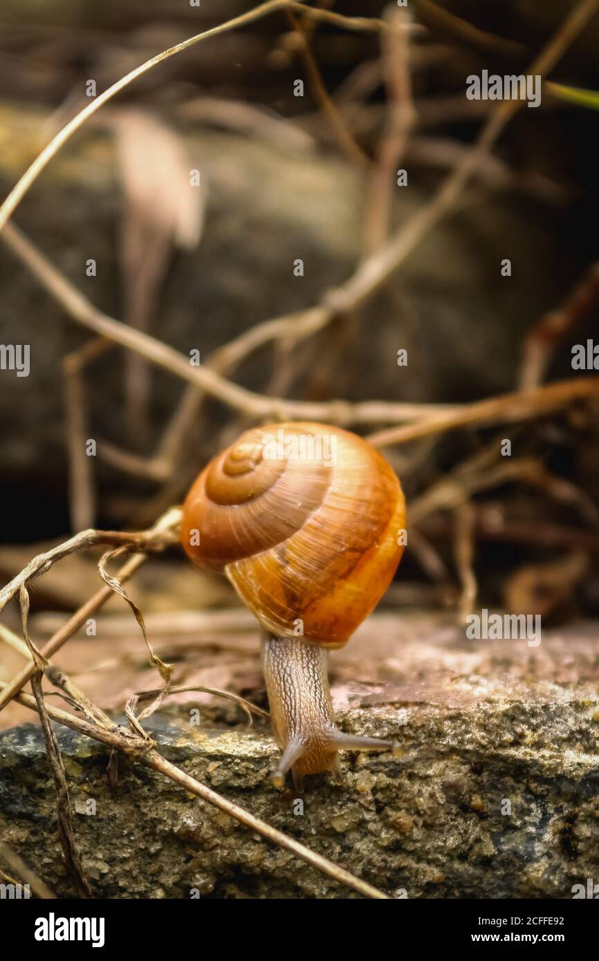 Snail - Close up Macro snail on dry leaf in the garden. Reptile Snail ...